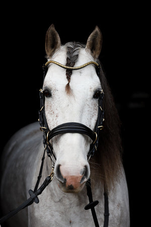 Masego horsewear